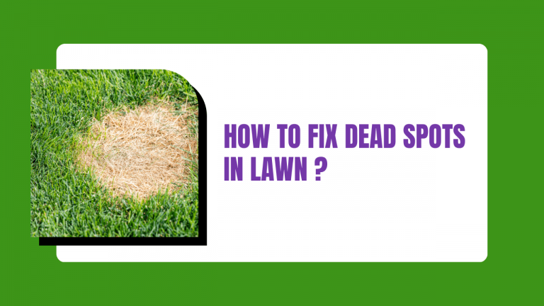 How To Fix Dead Spots In Lawn - Construction How