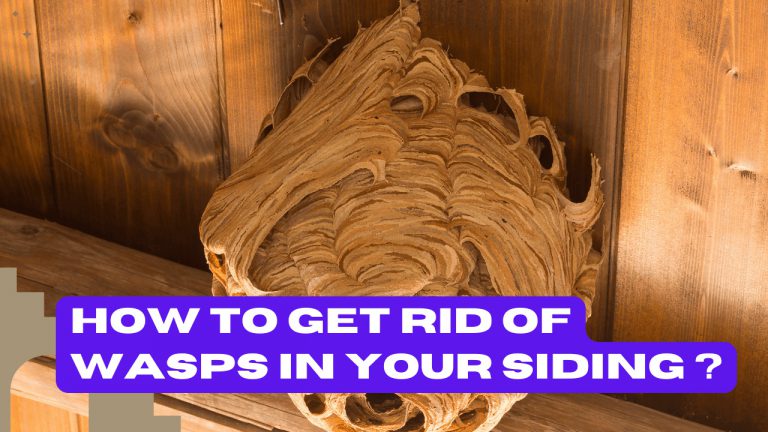 How to Get Rid of Wasps in House Siding: Signs of Nest and Remedies ...