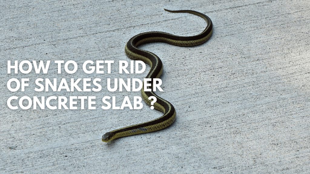 How To Get Rid Of Snakes Under Concrete Slab - Construction How