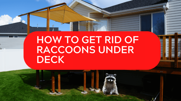 How To Get Rid Of Raccoons Under Deck - Construction How