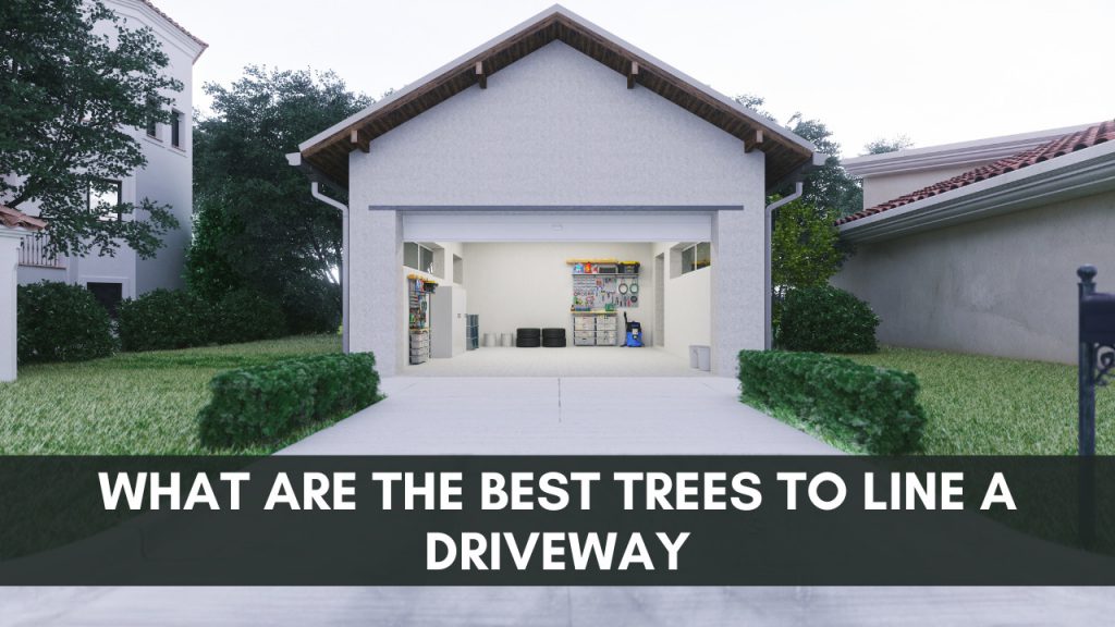 What Are The Best Trees To Line A Driveway - Construction How