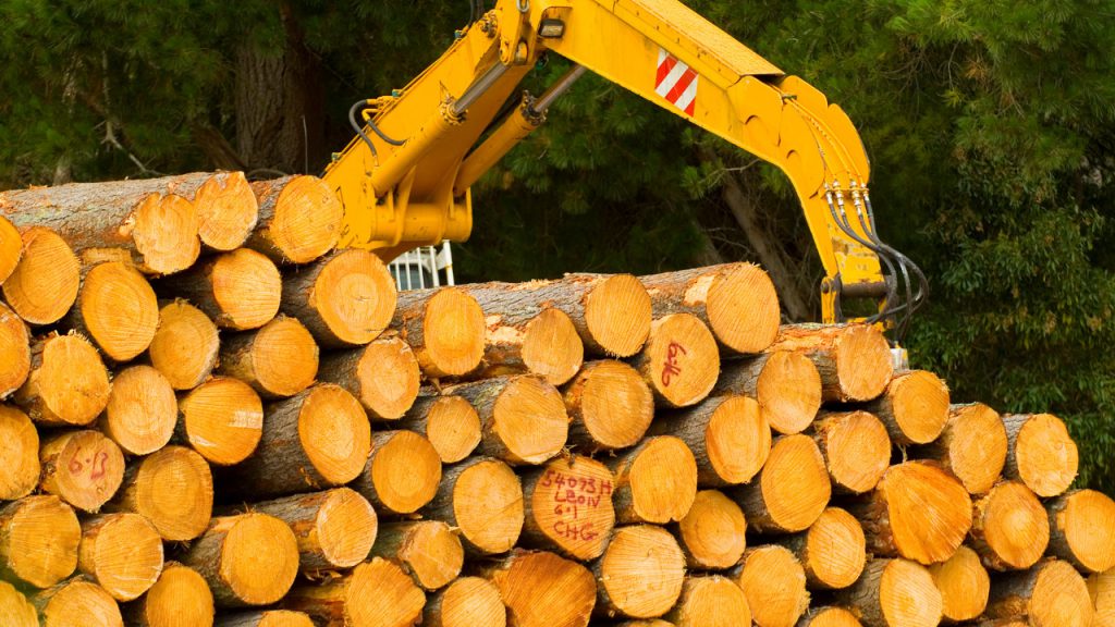 How to stay safe when buying timber at a lumber yard - Construction How