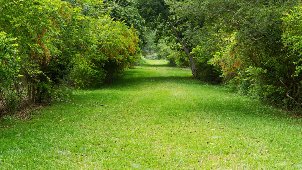 How to care for your hydroseeded garden - Construction How