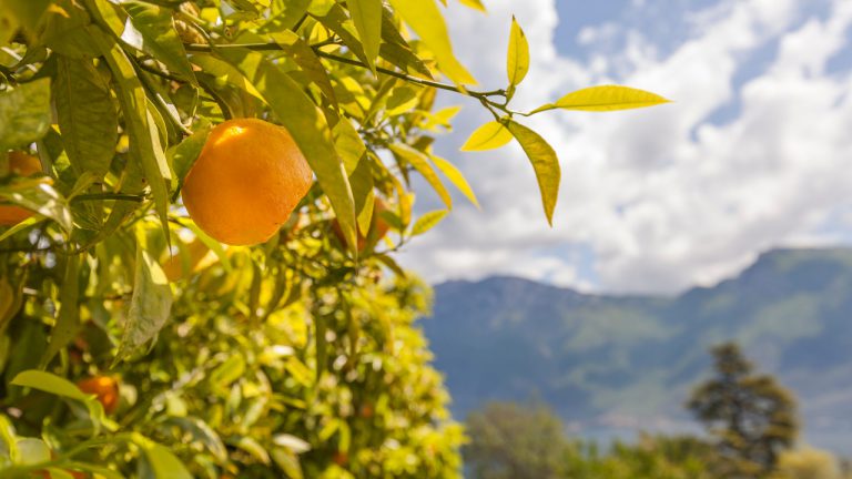 Citrus Tree Magic: Transforming Your Home and Garden with Vibrant ...