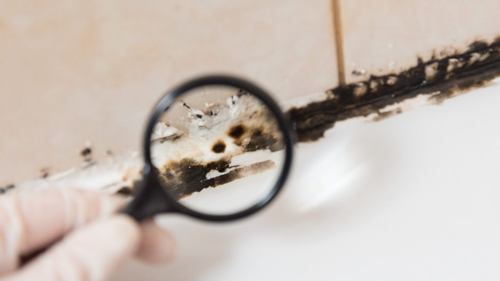 Ways to Prevent Bathroom Mold: Is Bathroom Mold Dangerous for Health ...