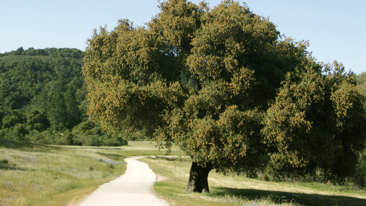 Types of Roads: Common Classifications You Need to Know